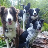 Budding Agility Diva | YoBaCaRy